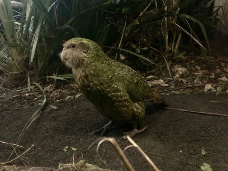 Meet kākāpō - NZ bird of the Year 2020 by Zokoroa - DigitalNZ