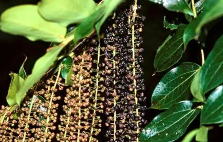 Epidemics and Pandemics: Impact on Māori by National Library Services ...