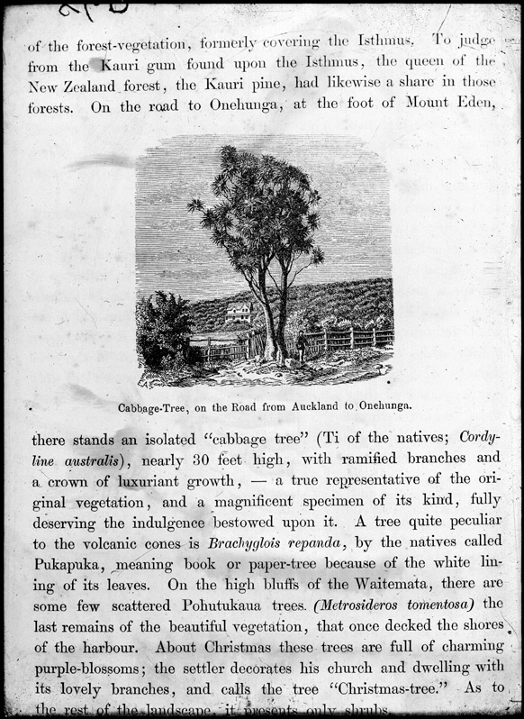 The famous cabbage tree 'Te ti tutahi' at Newmarket | Record | DigitalNZ