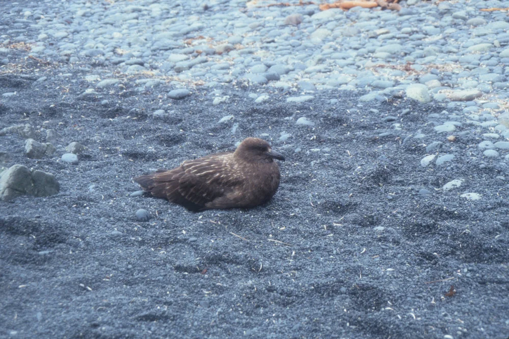 Brown Skua on Macquarie Island | Record | DigitalNZ