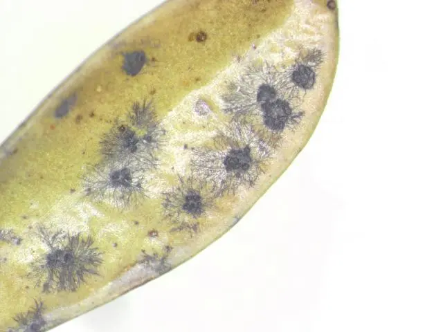 Asterina Lév. 1845 | Record | DigitalNZ