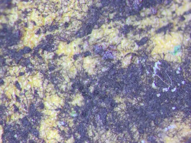 Phaeodimeriella Speg. 1908 | Record | DigitalNZ