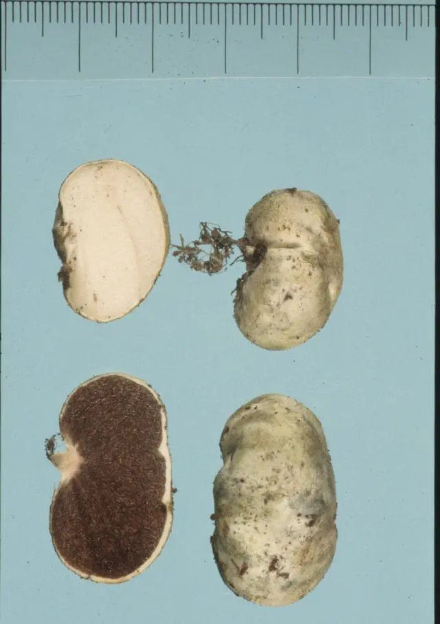 Gautieria novae-zelandiae G. Cunn. 1938 | Record | DigitalNZ