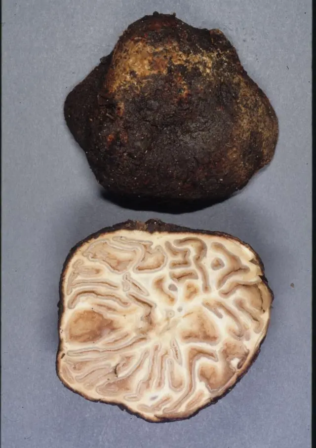 Labyrinthomyces Boedijn 1939 | Record | DigitalNZ