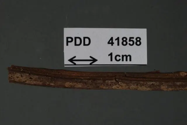 Stictis collospermi P.R. Johnst. 1983 | Record | DigitalNZ