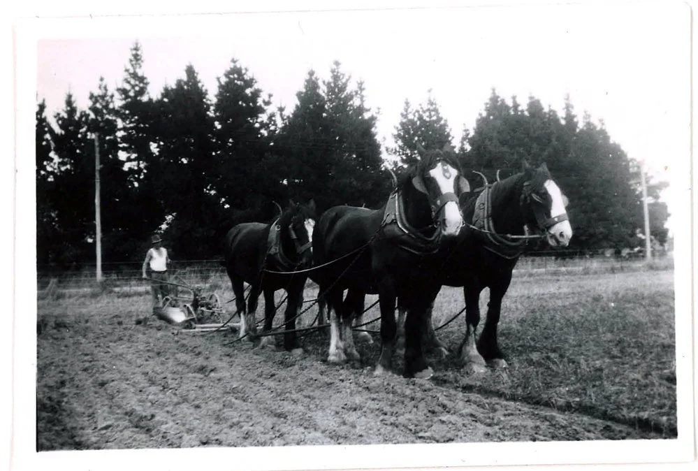 1937 Ploughing at College Farm | Record | DigitalNZ