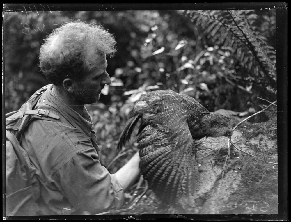 Kakapo at Doubtful Sound, 1930 | Record | DigitalNZ