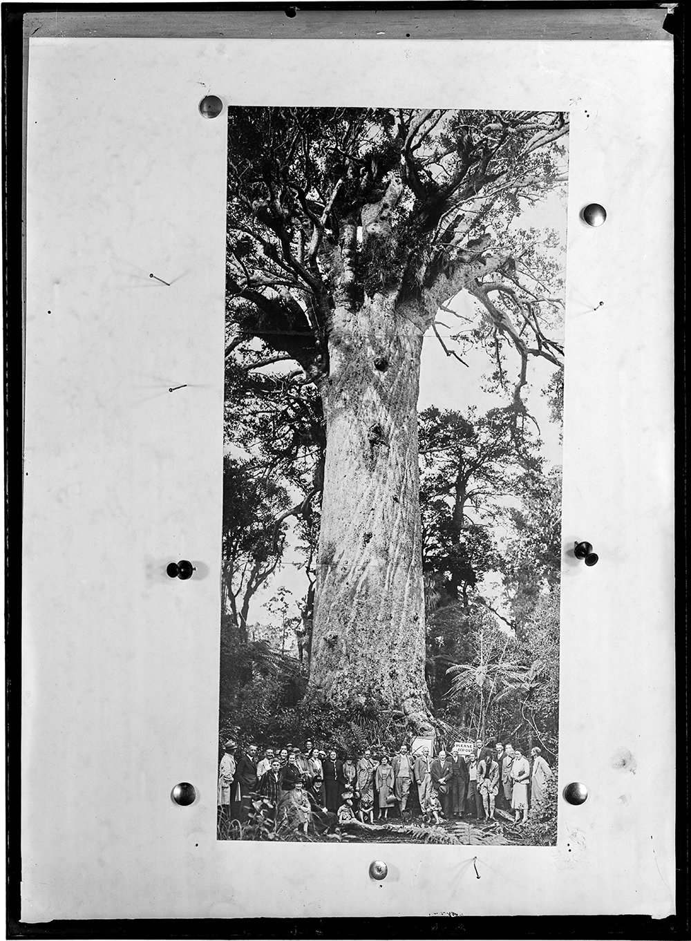 Copy, giant kauri | Record | DigitalNZ