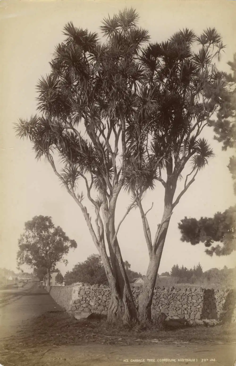 NZ Cabbage Tree (Cordyline Australis) 387 JAS | Record | DigitalNZ