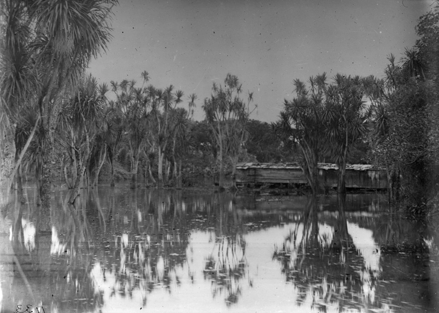 Cabbage Tree Swamp...c1909? | Record | DigitalNZ