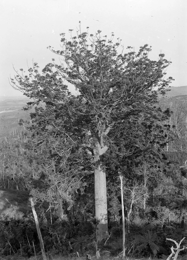 Kauri tree on Forest Hill Road, Nihotupu, 1914 | Record | DigitalNZ