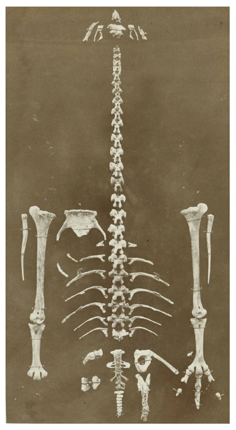 Moa bones | Record | DigitalNZ