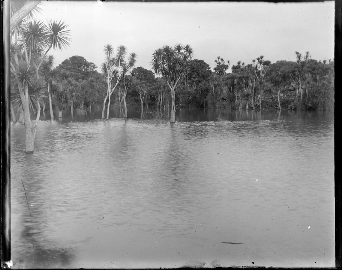 Cabbage Tree Swamp, now Gribblehirst Park, c1907. | Record | DigitalNZ