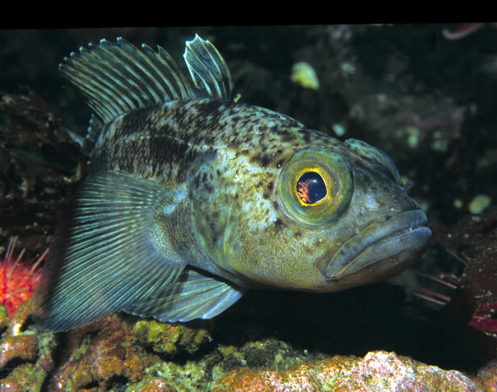 The emerald rock cod Trematomus bernacchi | Record | DigitalNZ