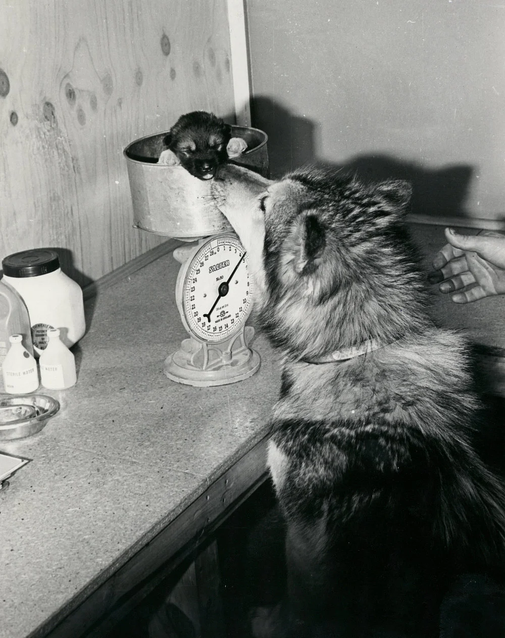 Betty (Mum) watches as pup Nugis is weighed | Record | DigitalNZ