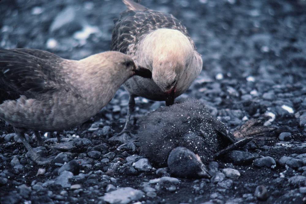 Skuas Eating Penguin Chick | Record | DigitalNZ