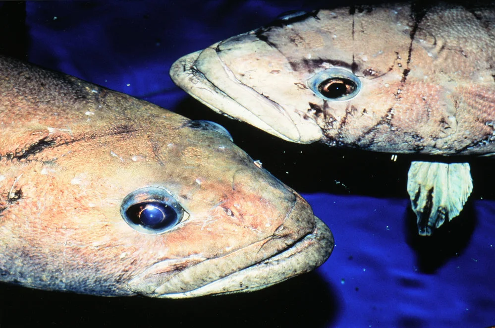 Giant Antarctic Cod | Record | DigitalNZ