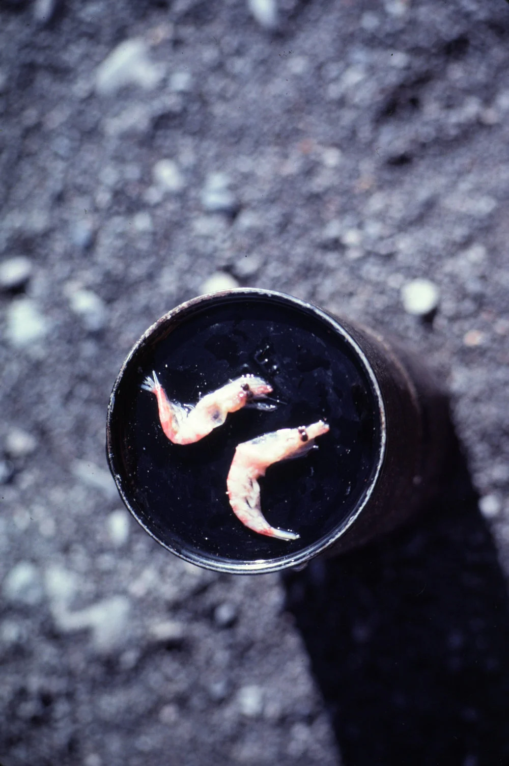 Krill | Record | DigitalNZ