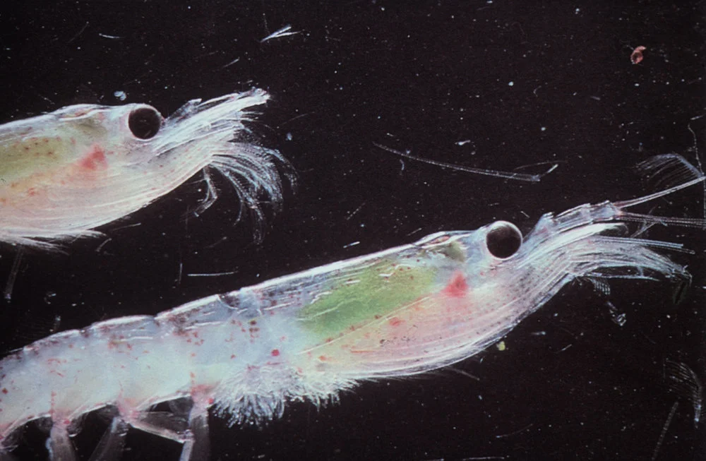 Krill | Record | DigitalNZ