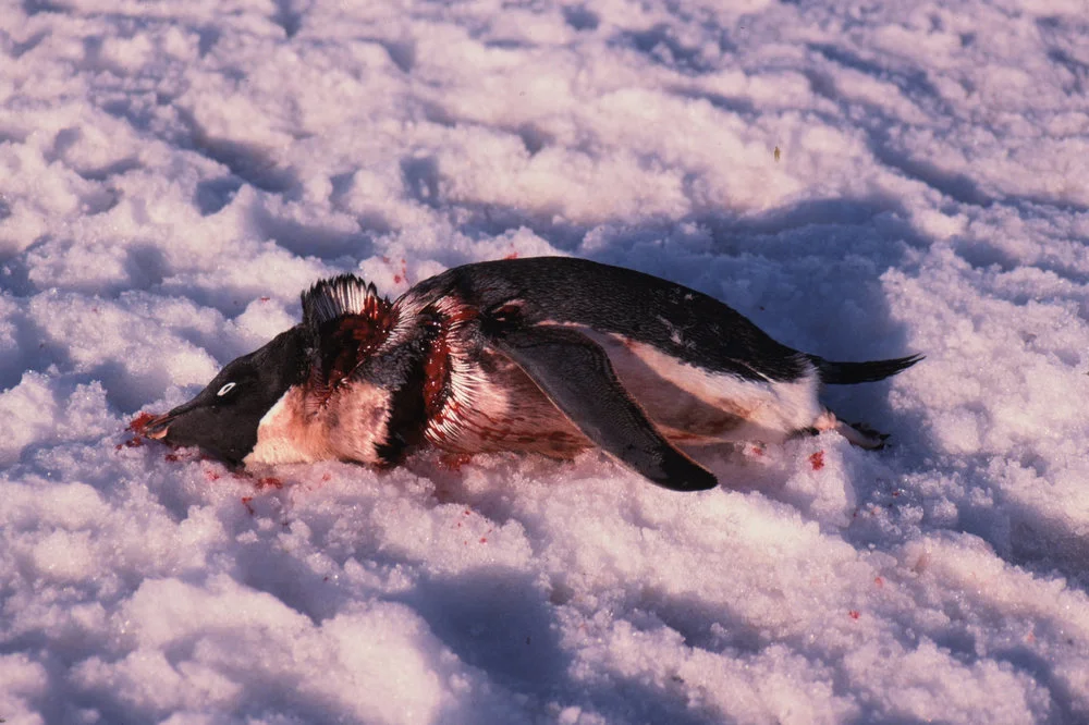 Penguin Killed by Leopard Seal | Record | DigitalNZ