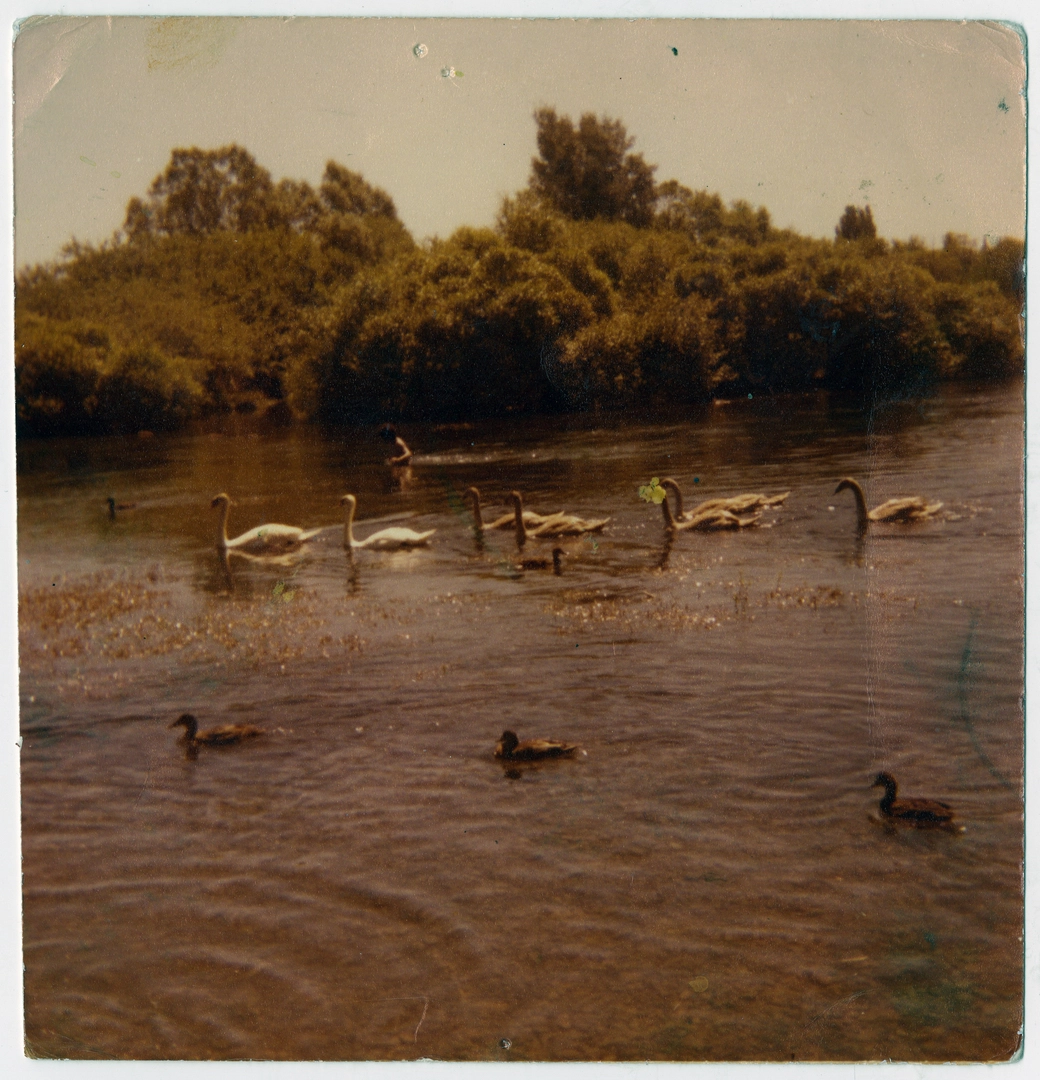 Swans at the Groynes. | Record | DigitalNZ