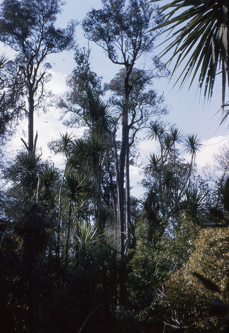 Puriri Trees | Record | DigitalNZ