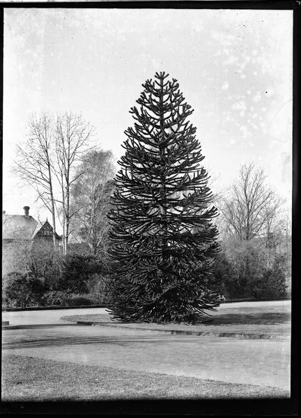 Monkey puzzle tree in the Botanic Gardens | Record | DigitalNZ