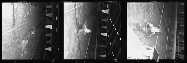 Swimming carnival at Wharenui Coronation Pool in Riccarton | Record ...