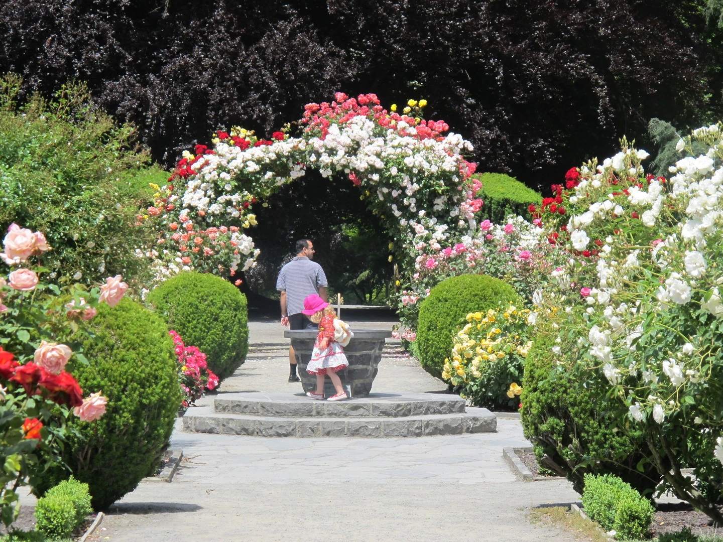 Rose Garden, Christchurch Botanic Gardens | Record | DigitalNZ