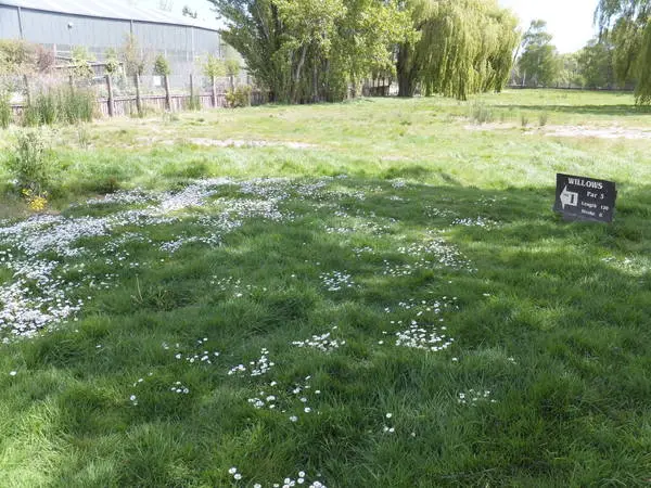Bed of daisies | Record | DigitalNZ