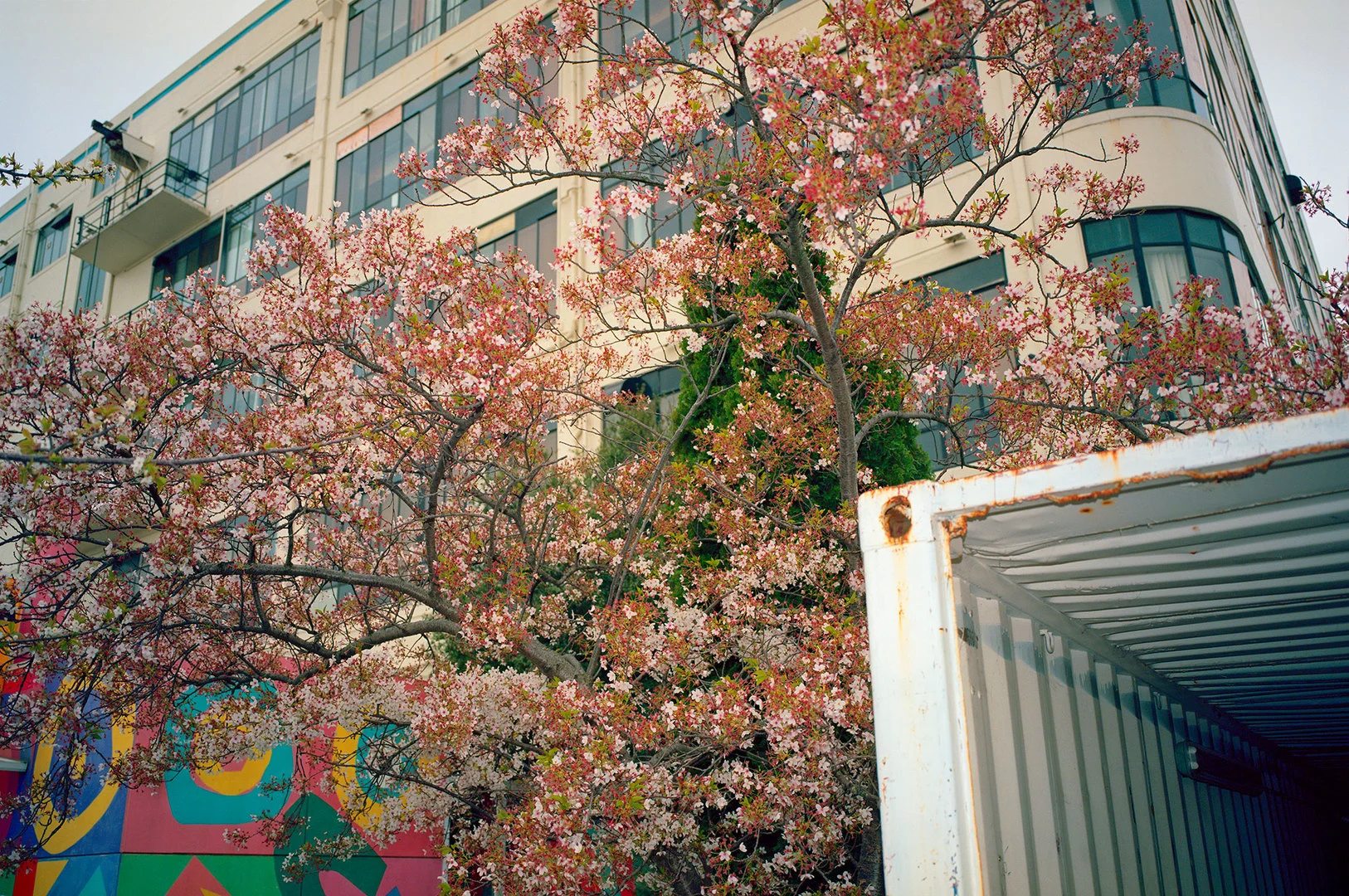 Blossom at former civic offices | Record | DigitalNZ