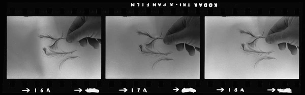 Moa feathers | Record | DigitalNZ