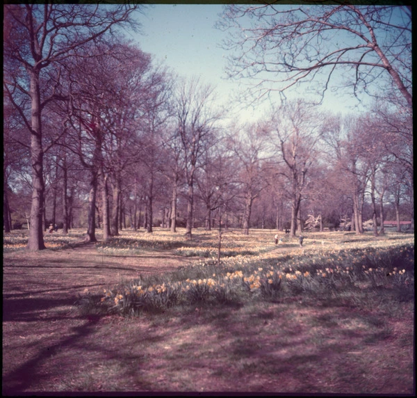 Daffodils in Hagley Park | Record | DigitalNZ