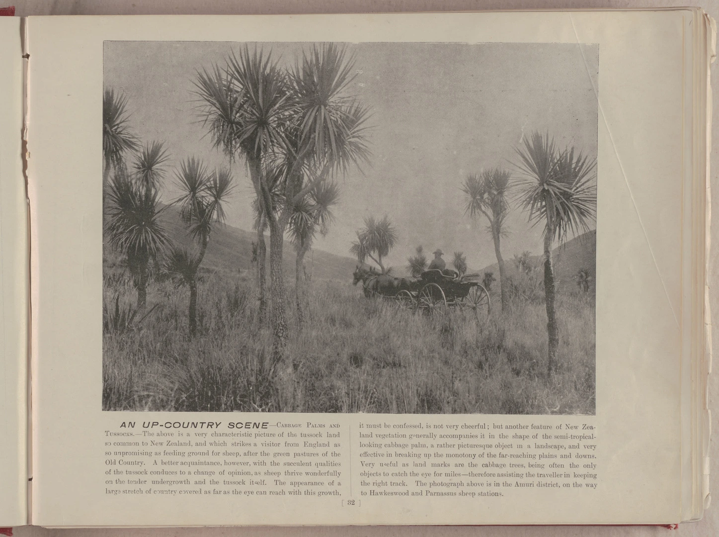 An up-country scene, cabbage palms and tussocks | Record | DigitalNZ