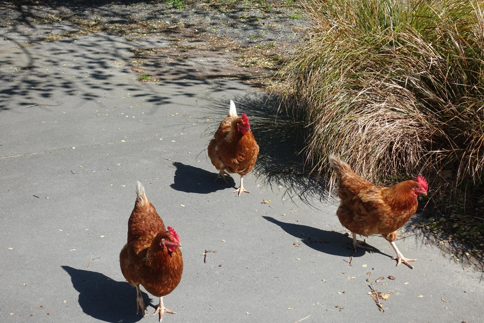 Trio of chickens, Phillipstown Kidsfirst Kindergarten | Record | DigitalNZ