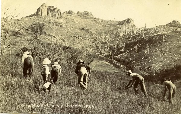 Five men reaping cocksfoot with a childJan Shuttleworth collection ...