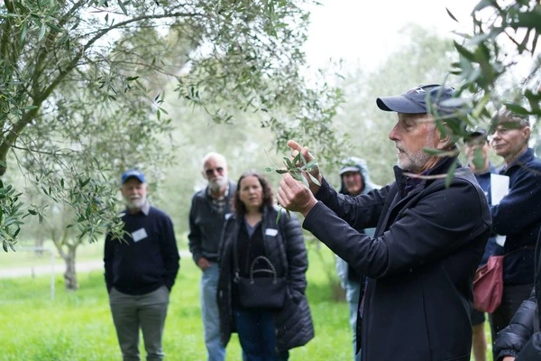 Olive picking demonstration | Record | DigitalNZ