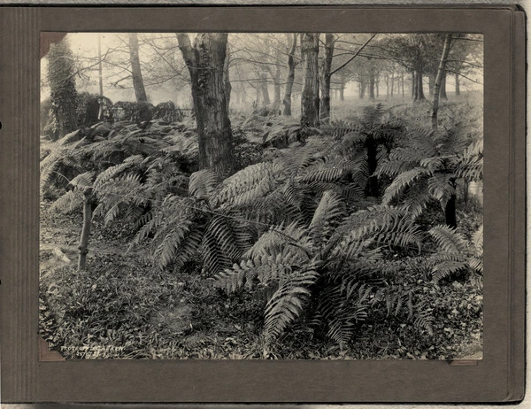 Ferns in the Millbrook Reserve | Record | DigitalNZ