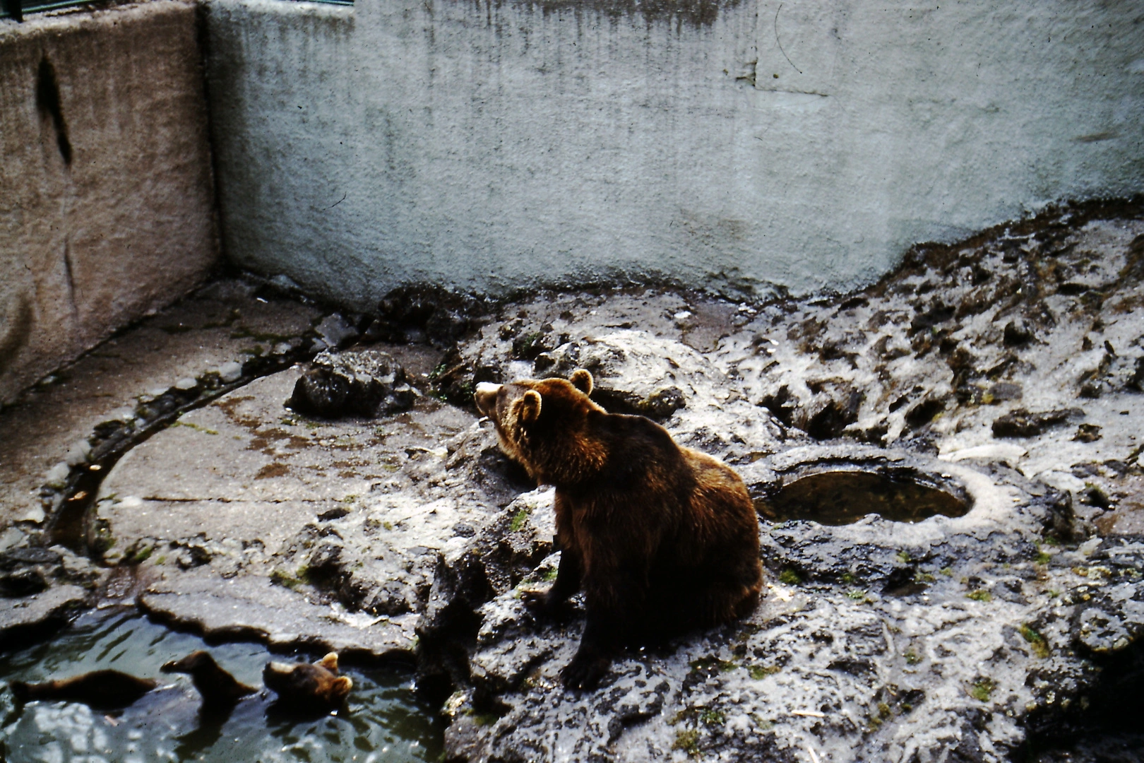 Brown bear at Auckland Zoo | Record | DigitalNZ
