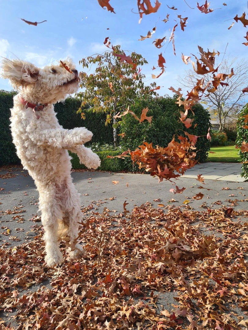 Leaf Eating Dog | Record | DigitalNZ