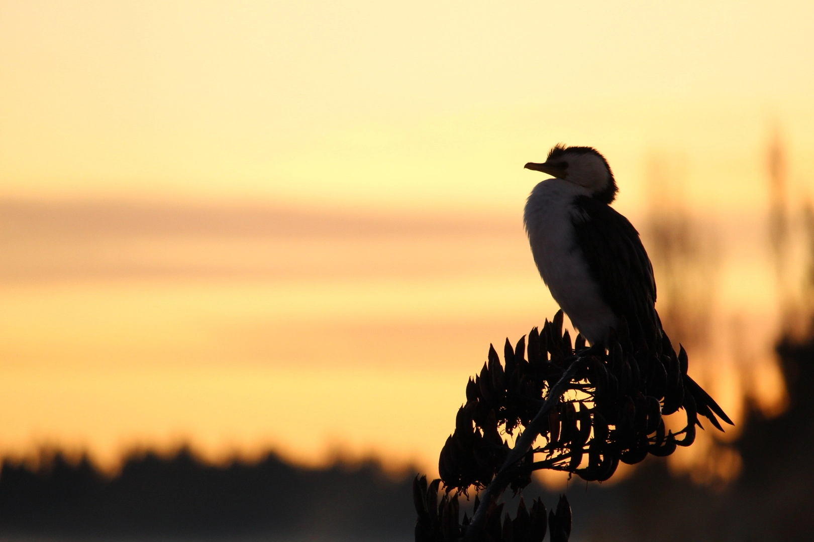 Early Morning | Record | DigitalNZ