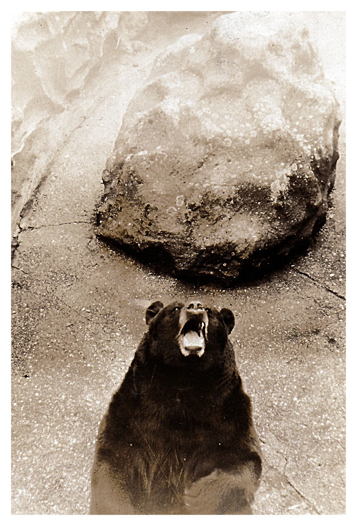 Black bear at Auckland Zoo | Record | DigitalNZ