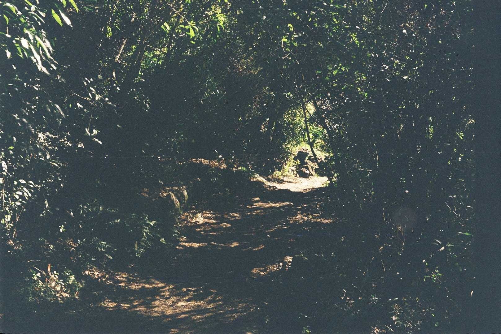 Path beside Sign of the Kiwi | Record | DigitalNZ