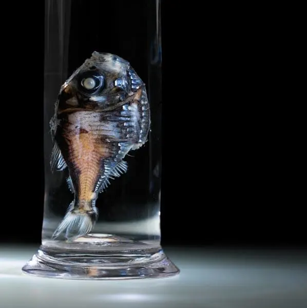 Kiwi Hatchetfish, Polyipnus kiwiensis | Record | DigitalNZ