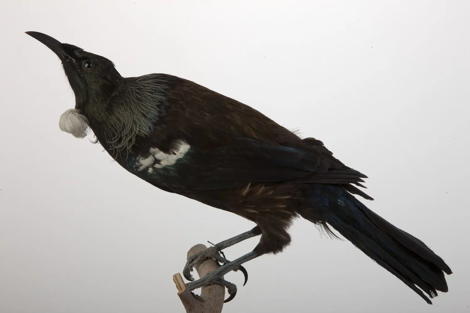 Tui, Prosthemadera novaeseelandiae novaeseelandiae | Record | DigitalNZ