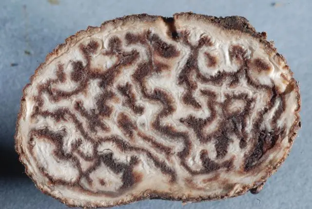 Dingleya verrucosa Trappe 1979 | Record | DigitalNZ