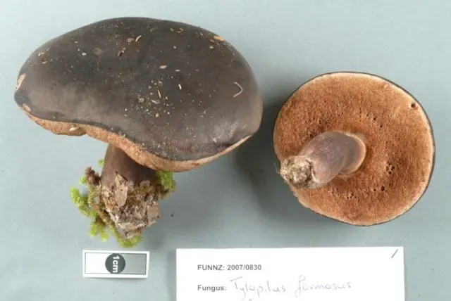 Tylopilus formosus G. Stev. | Record | DigitalNZ