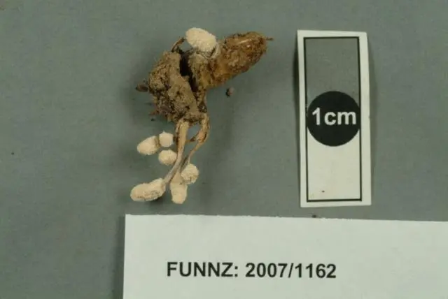 Isaria sinclairii (Berk.) Lloyd 1923 | Record | DigitalNZ