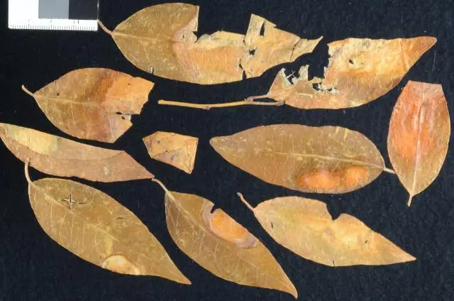 Glomerella cingulata (Stoneman) Spauld. & H. Schrenk | Record | DigitalNZ