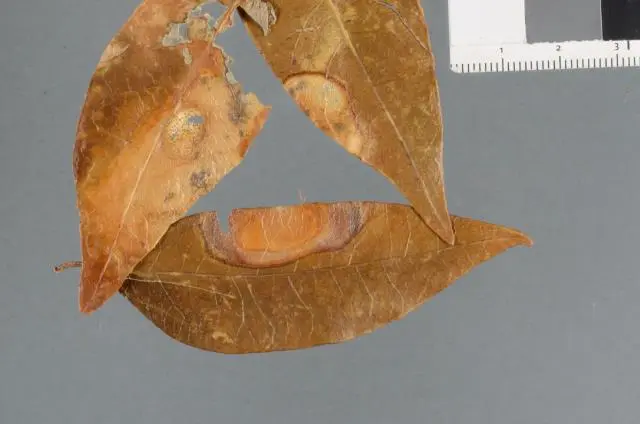 Glomerella cingulata (Stoneman) Spauld. & H. Schrenk | Record | DigitalNZ